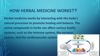 Herbal Medicine | PPT