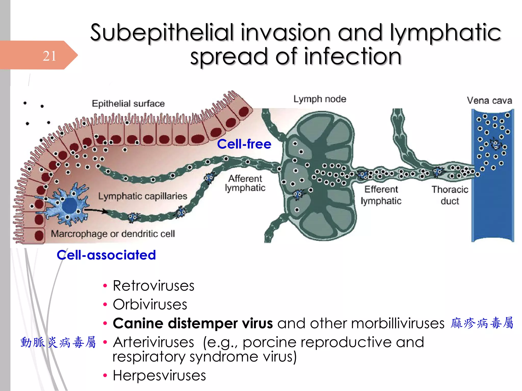3. Pathogenesis of Viral Infections and Diseases.pdf