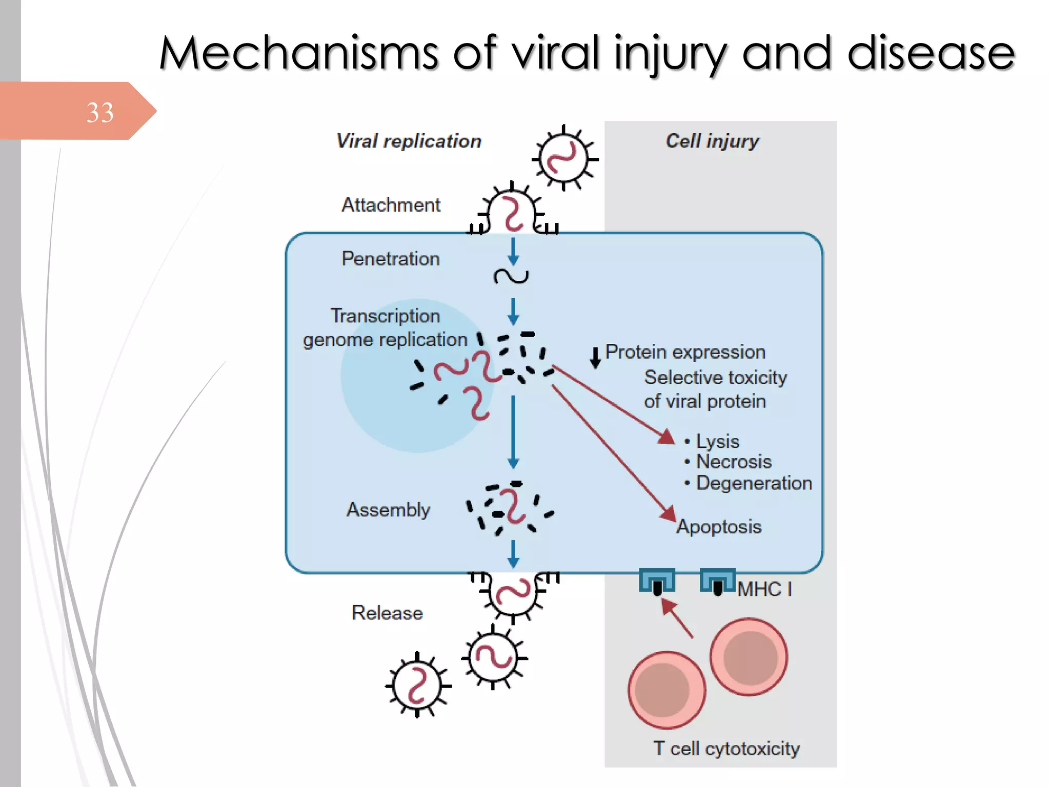 3. Pathogenesis of Viral Infections and Diseases.pdf