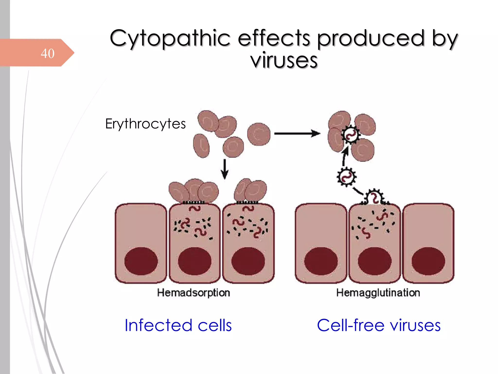 3. Pathogenesis of Viral Infections and Diseases.pdf