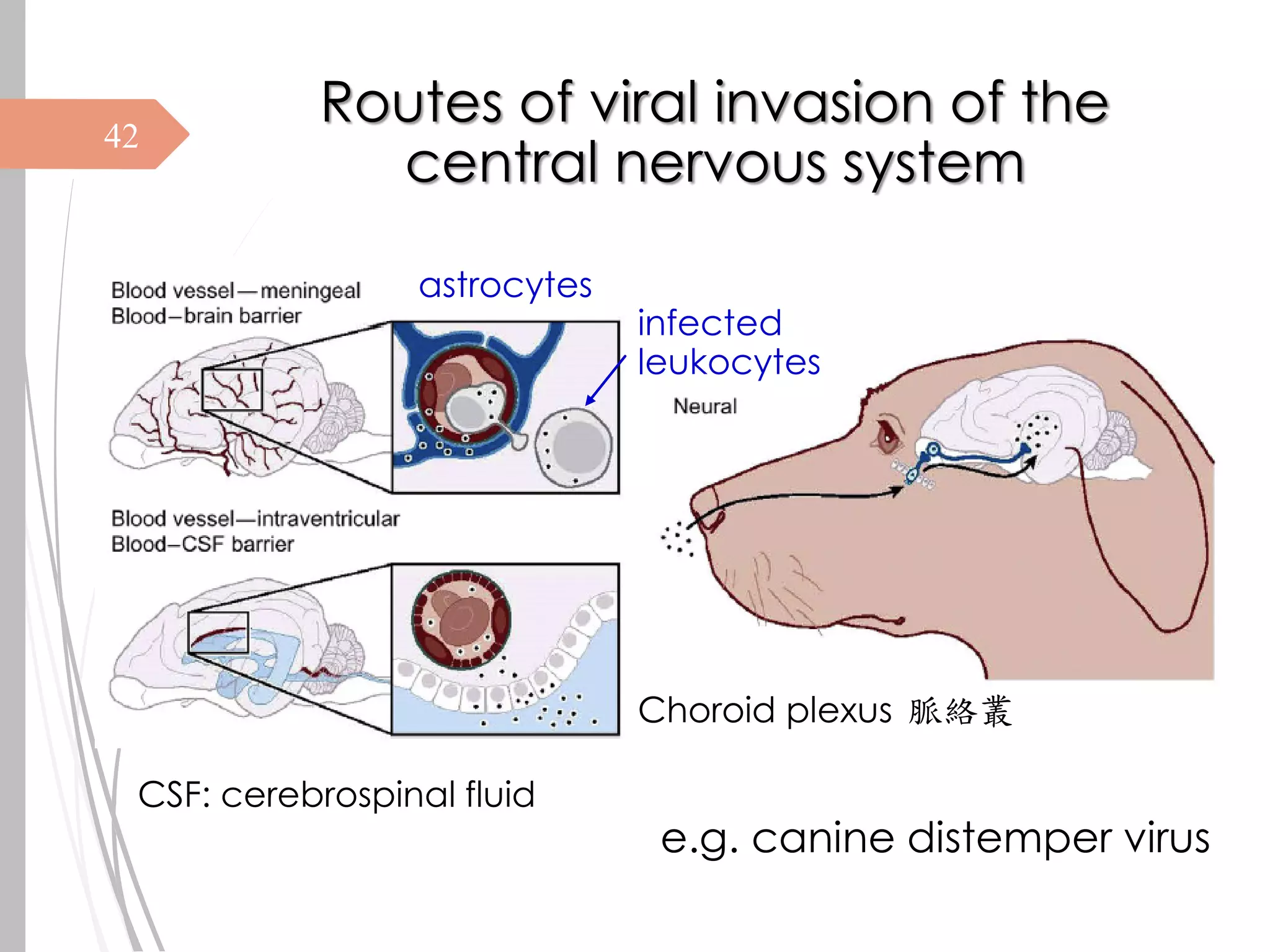 3. Pathogenesis of Viral Infections and Diseases.pdf