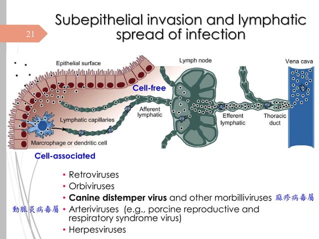 3. Pathogenesis of Viral Infections and Diseases.pdf | Biological ...
