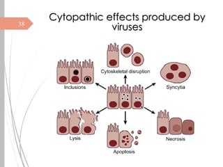 3. Pathogenesis of Viral Infections and Diseases.pdf