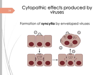 3. Pathogenesis of Viral Infections and Diseases.pdf