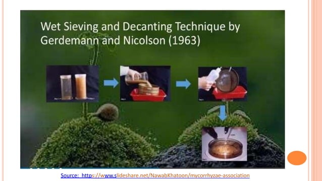 3.-Isolation-of-AM-fungi-by-wet-seiving-and-sucrose-gradient-method.pptx