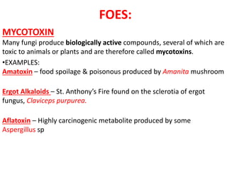 3.ECONOMIC IMPORTANCE OF FUNGI.pptx | Lung and Respiratory Health ...