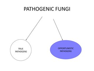 3.ECONOMIC IMPORTANCE OF FUNGI.pptx