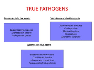 3.ECONOMIC IMPORTANCE OF FUNGI.pptx