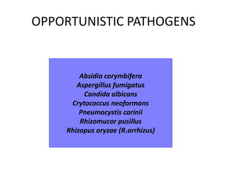 3.ECONOMIC IMPORTANCE OF FUNGI.pptx