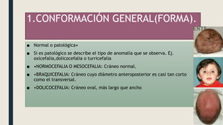 3. cabeza y hemograma.pptx