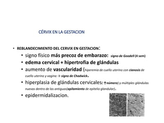 CAMBIOS FISIOLOGICOS EN EL EMBARAZO | PPTX