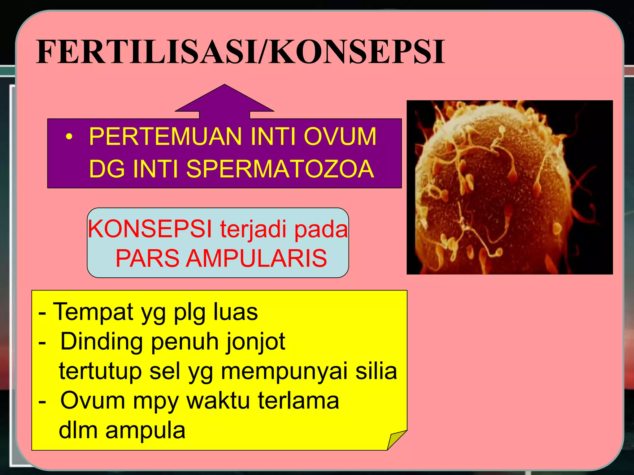3.konsepsi--.ppt