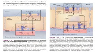 3. Cellular Organelles and Membrane Trafficking.pptx