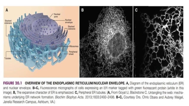 3. Cellular Organelles and Membrane Trafficking.pptx