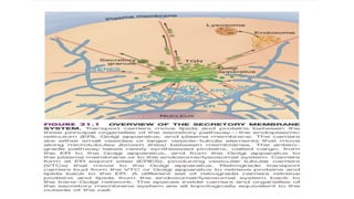 3. Cellular Organelles and Membrane Trafficking.pptx