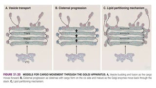 3. Cellular Organelles and Membrane Trafficking.pptx