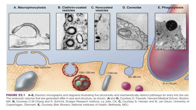 3. Cellular Organelles and Membrane Trafficking.pptx