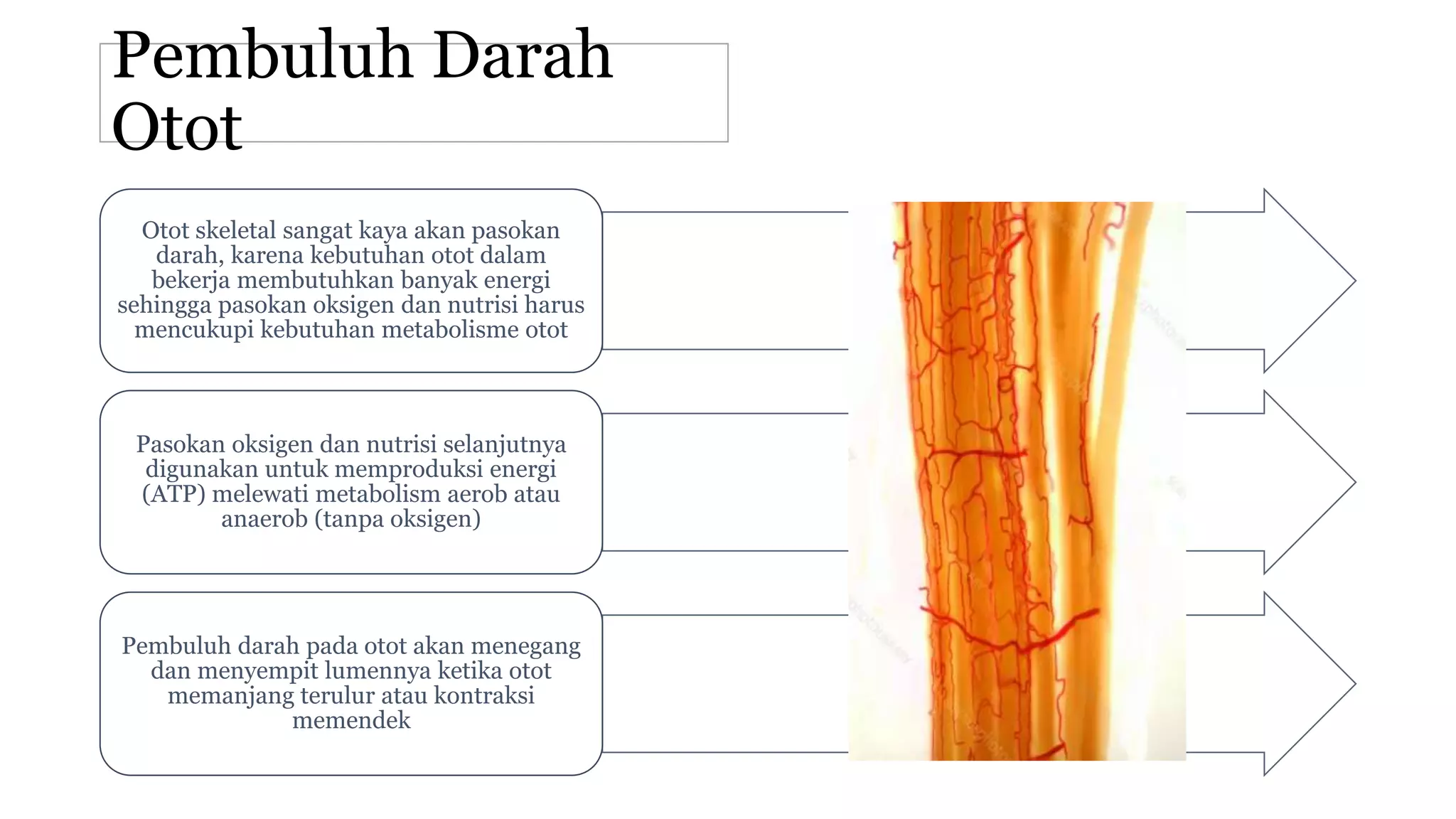 3. Mekanisme Nyeri Otot.pptx