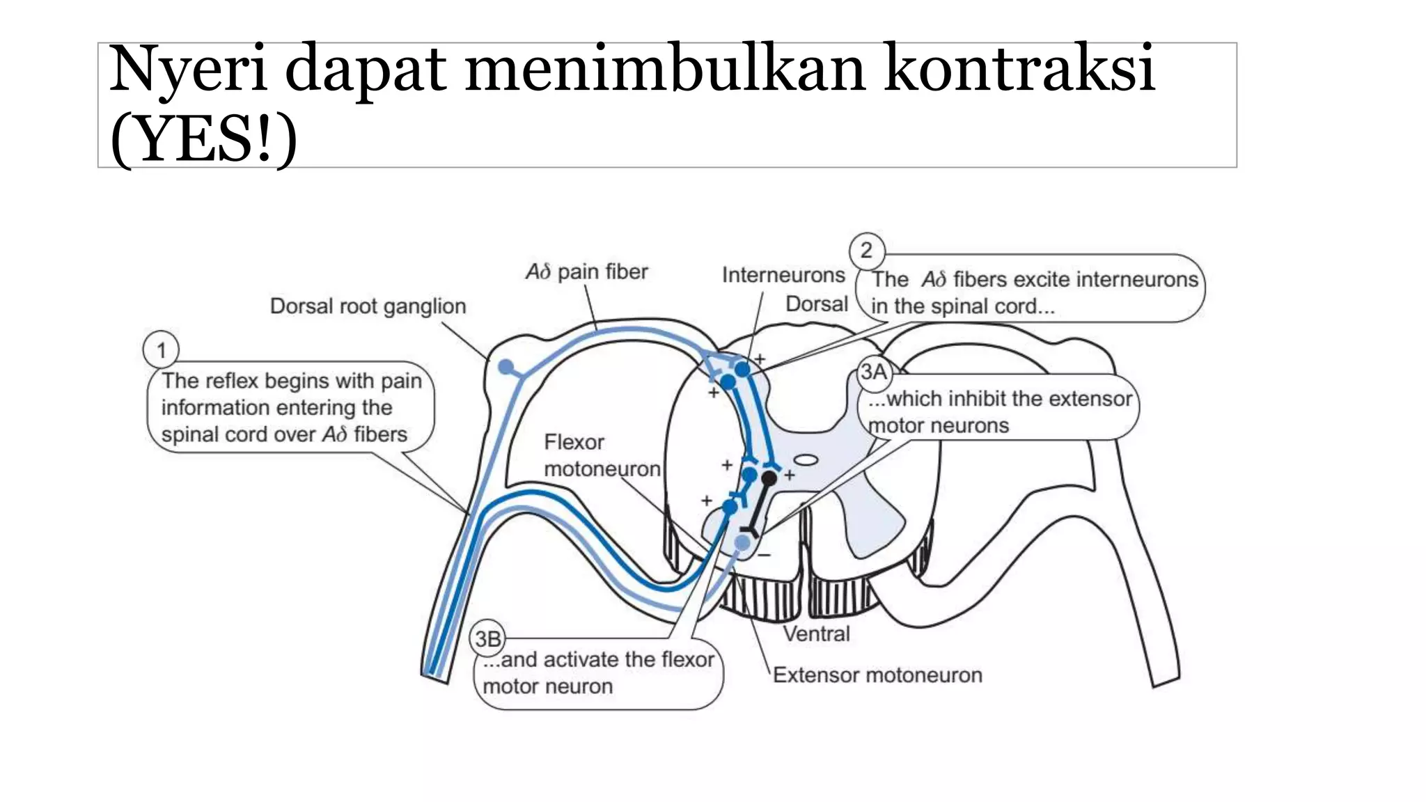 3. Mekanisme Nyeri Otot.pptx