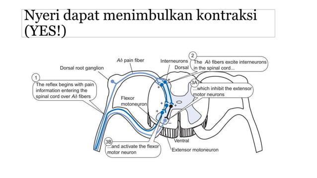 3. Mekanisme Nyeri Otot.pptx