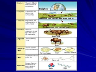 3. Abiotic and Biotic PPT.ppt