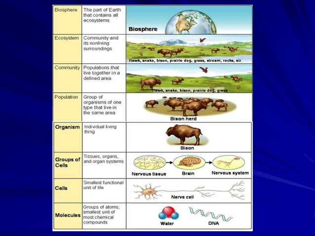 3. Abiotic and Biotic PPT.ppt