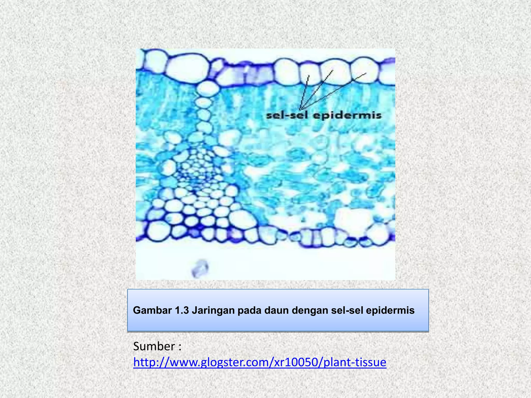 3.-Pertemuan-3-Struktur-dan-Fungsi-Jaringan-Tumbuhan.ppt