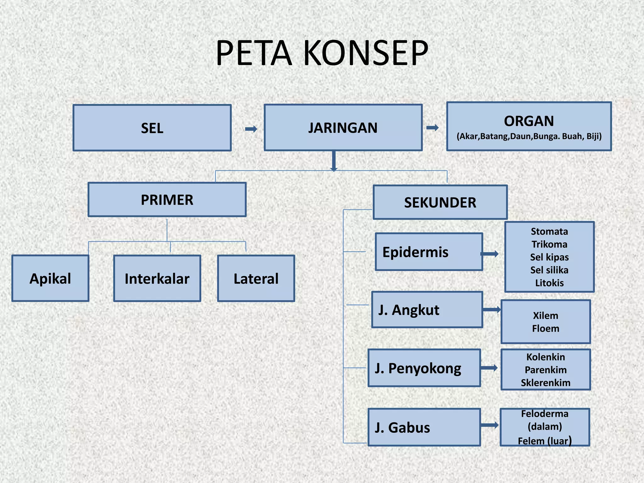3.-Pertemuan-3-Struktur-dan-Fungsi-Jaringan-Tumbuhan.ppt