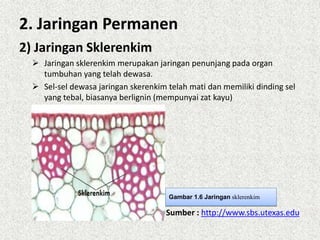 3.-Pertemuan-3-Struktur-dan-Fungsi-Jaringan-Tumbuhan.ppt