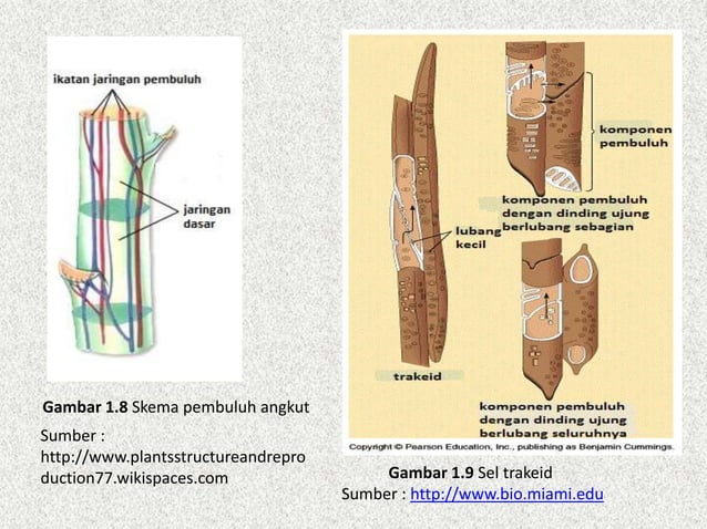 3.-Pertemuan-3-Struktur-dan-Fungsi-Jaringan-Tumbuhan.ppt