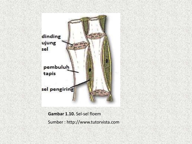 3.-Pertemuan-3-Struktur-dan-Fungsi-Jaringan-Tumbuhan.ppt