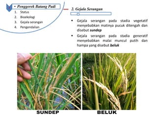 3. MATERI PENYULUHAN PHT PADI.pdf