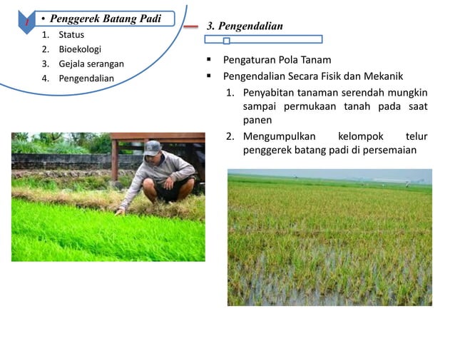 3. MATERI PENYULUHAN PHT PADI.pdf
