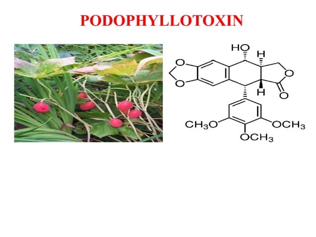 3.4 D-Resins-Podophyllotoxin-Curcumin.pptx | Skin Care | Beauty