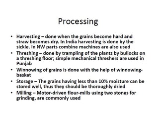 3. Wheat.pdf