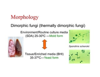3. Physiology of Fungi.pdf | Chemistry | Science