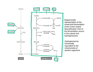 3. Physiology of Fungi.pdf | Chemistry | Science