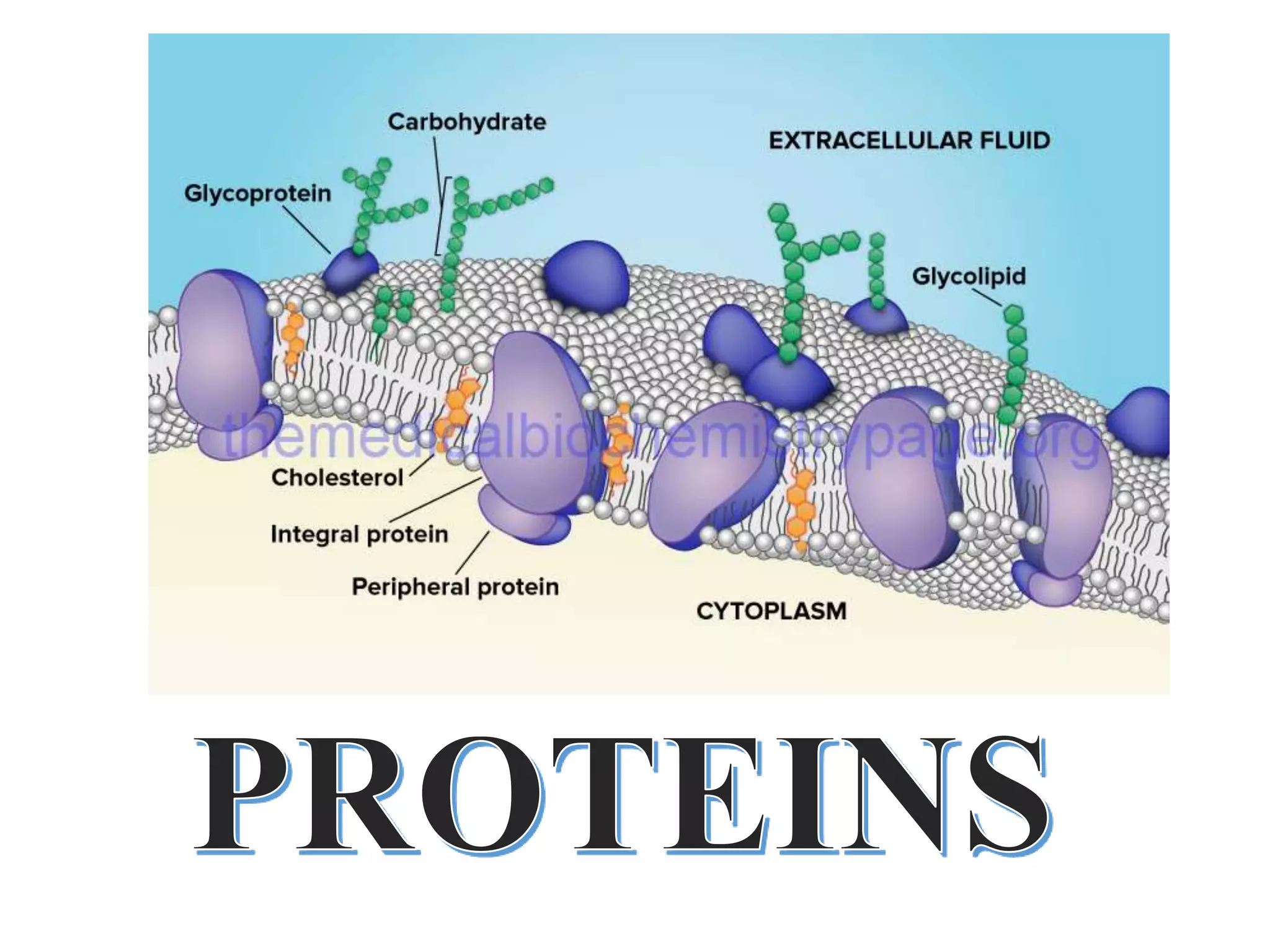 3. Structure and function of cell membrane (Biochemistry) | PPTX