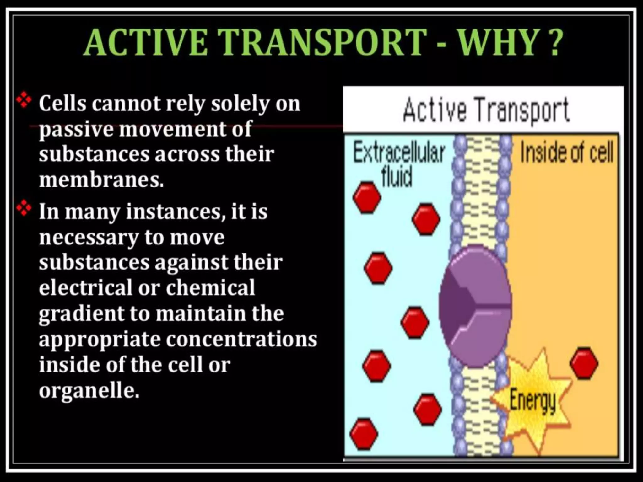 3. Structure and function of cell membrane (Biochemistry) | PPTX