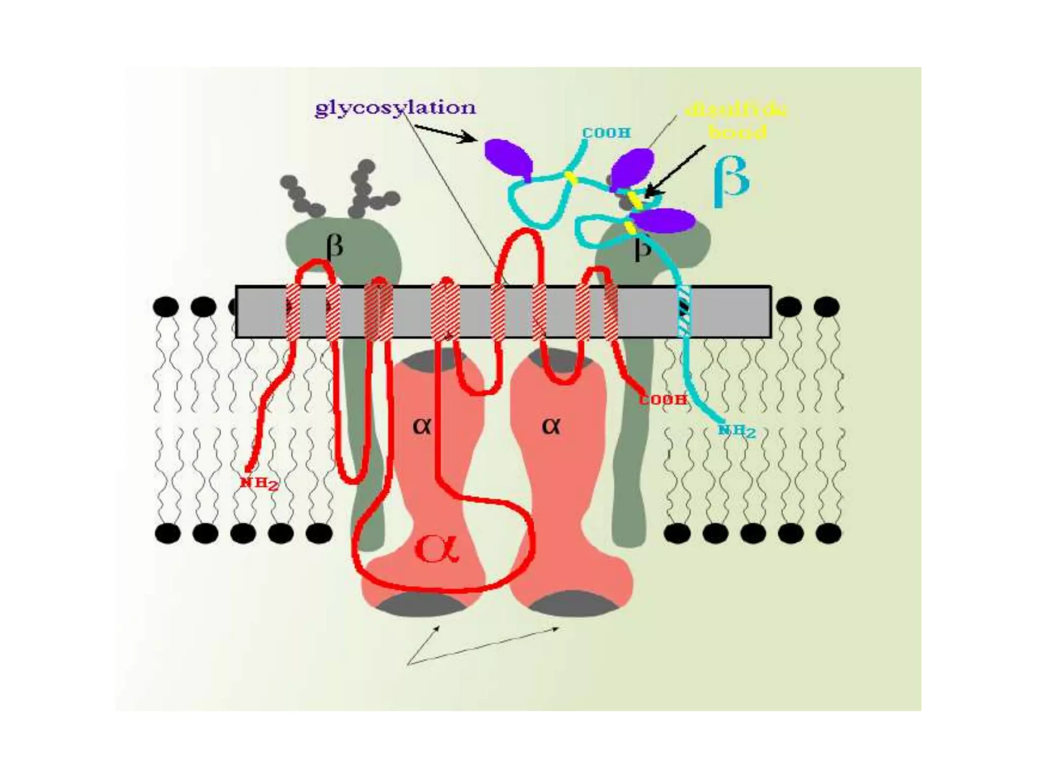 3. Structure and function of cell membrane (Biochemistry) | PPTX