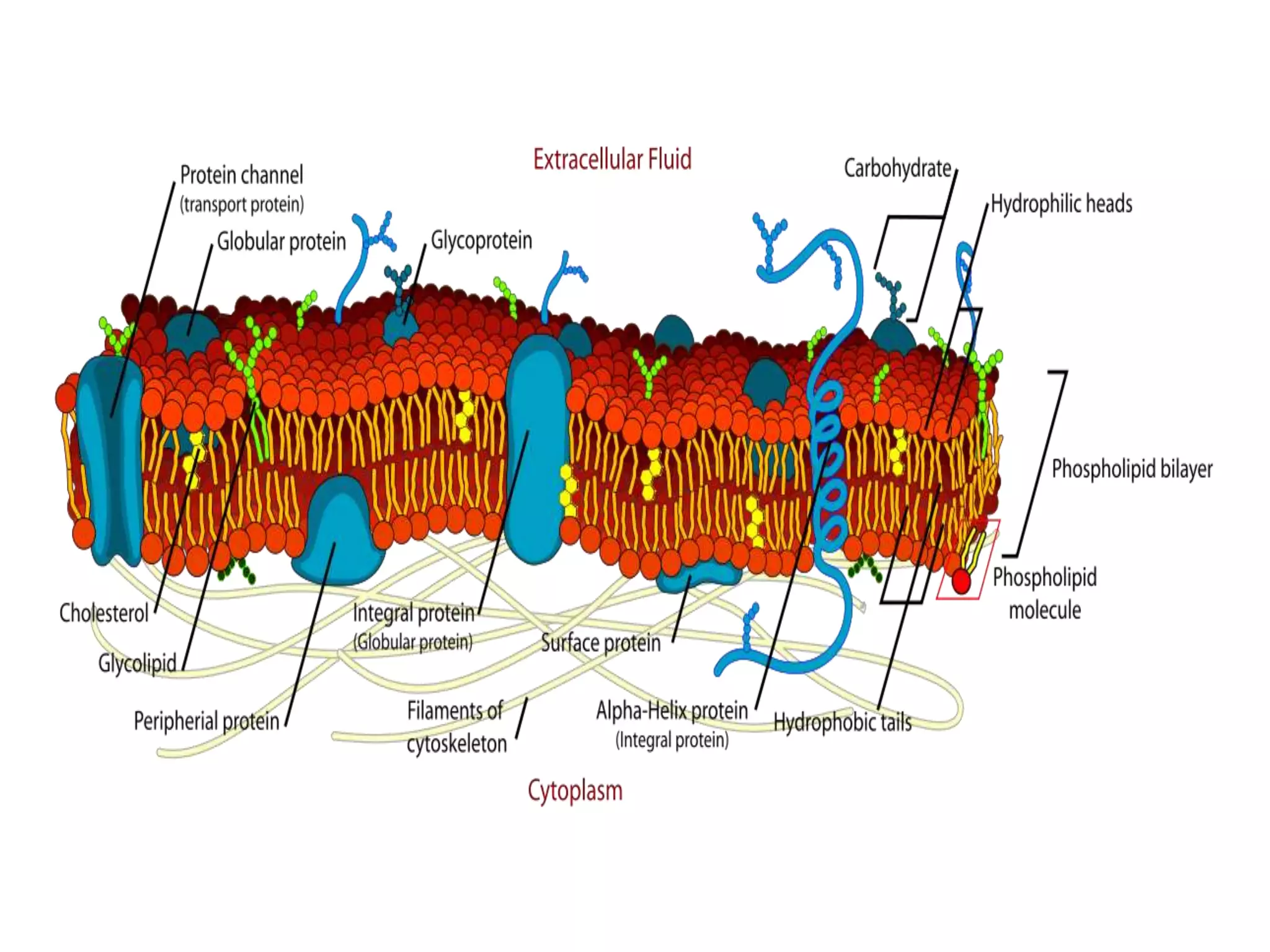 3. Structure and function of cell membrane (Biochemistry) | PPTX