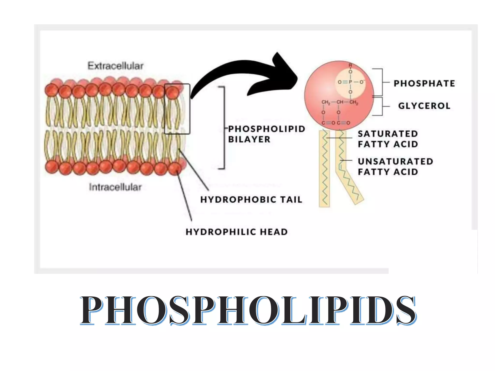 3. Structure and function of cell membrane (Biochemistry) | PPTX