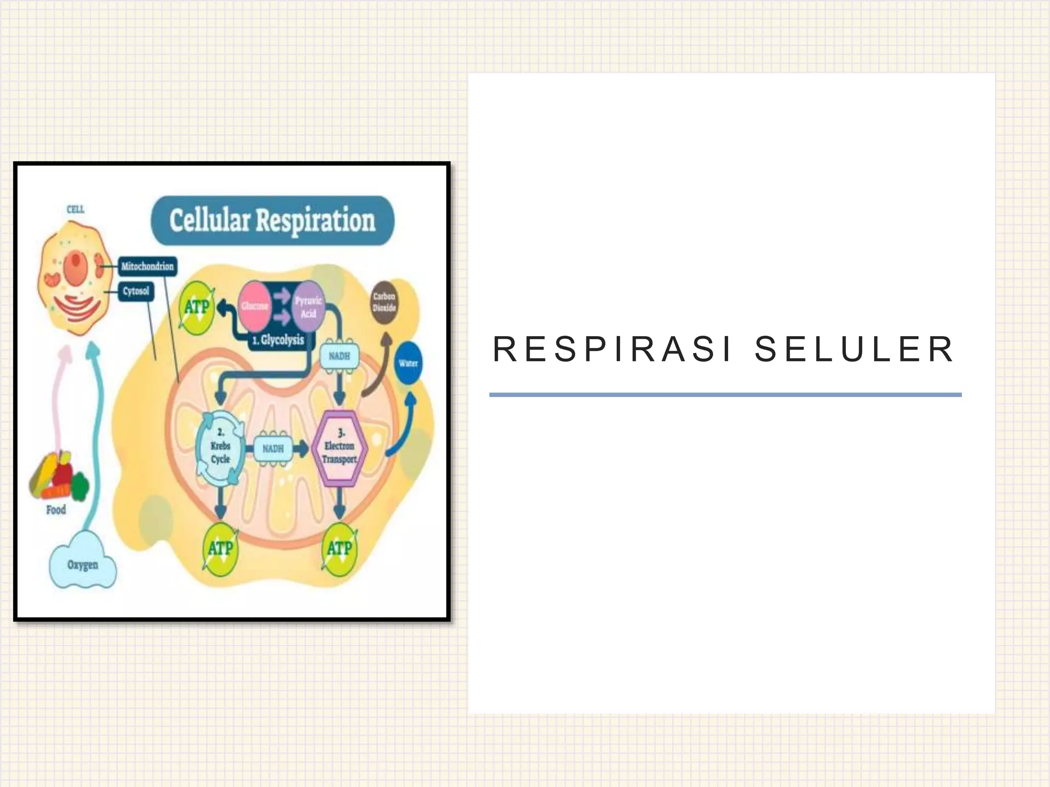 3. RESPIRASI SELULER.pptx