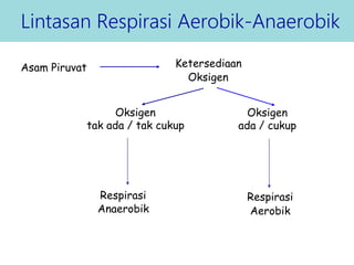 3. RESPIRASI SELULER.pptx