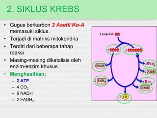 3. RESPIRASI SELULER.pptx