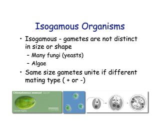 3. Evolution of Sex 2010.pdf