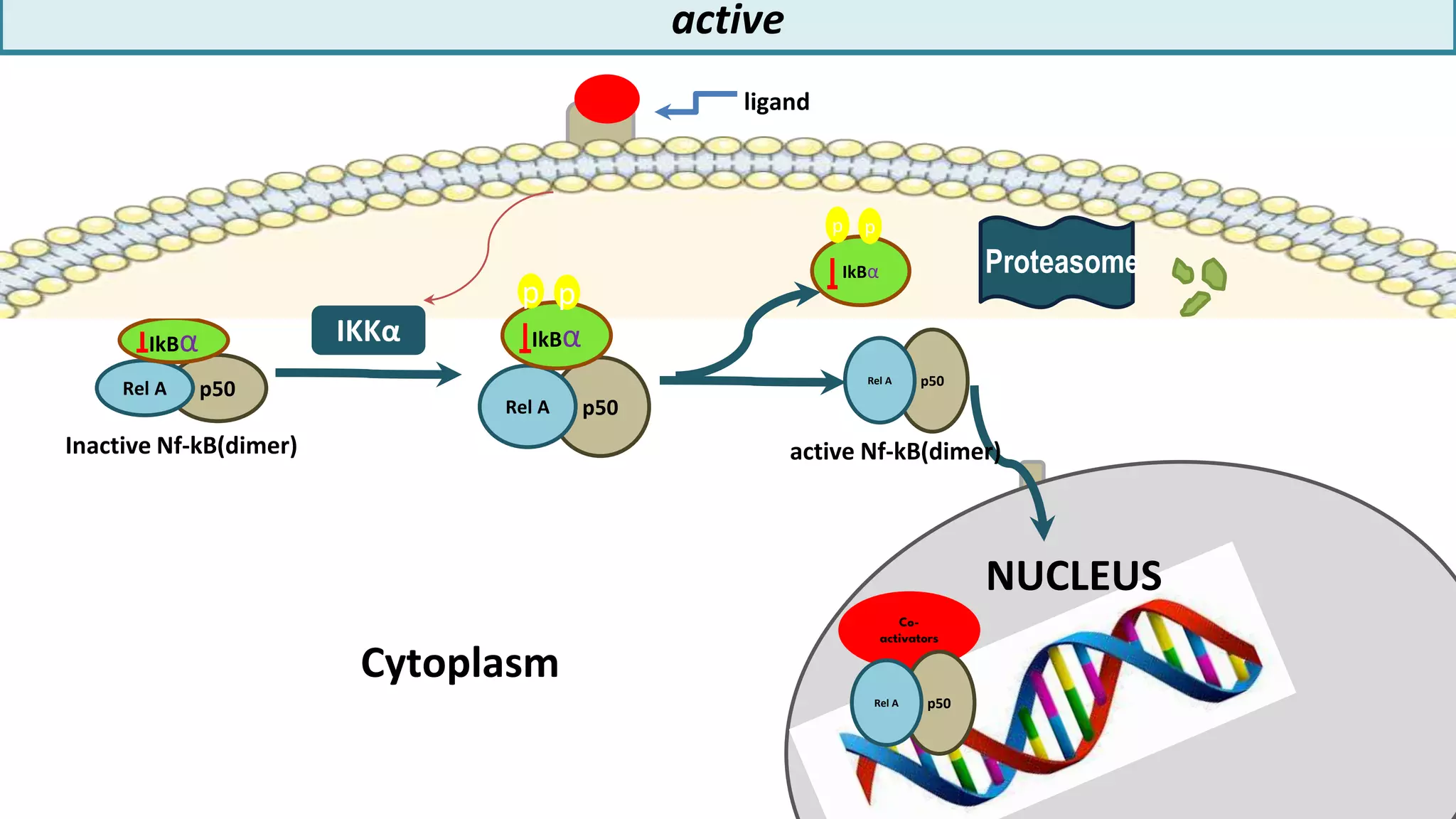 Nf-kB signalling pathway / role of Nf-kB in immunity |canonical and non ...