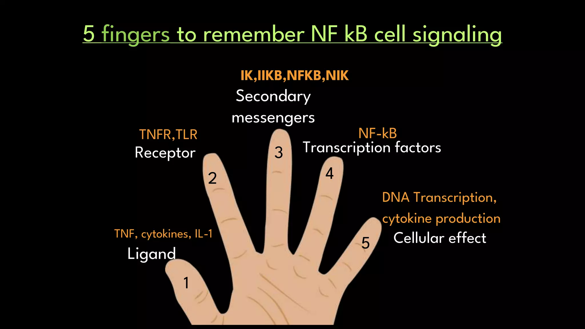 Nf-kB signalling pathway / role of Nf-kB in immunity |canonical and non ...