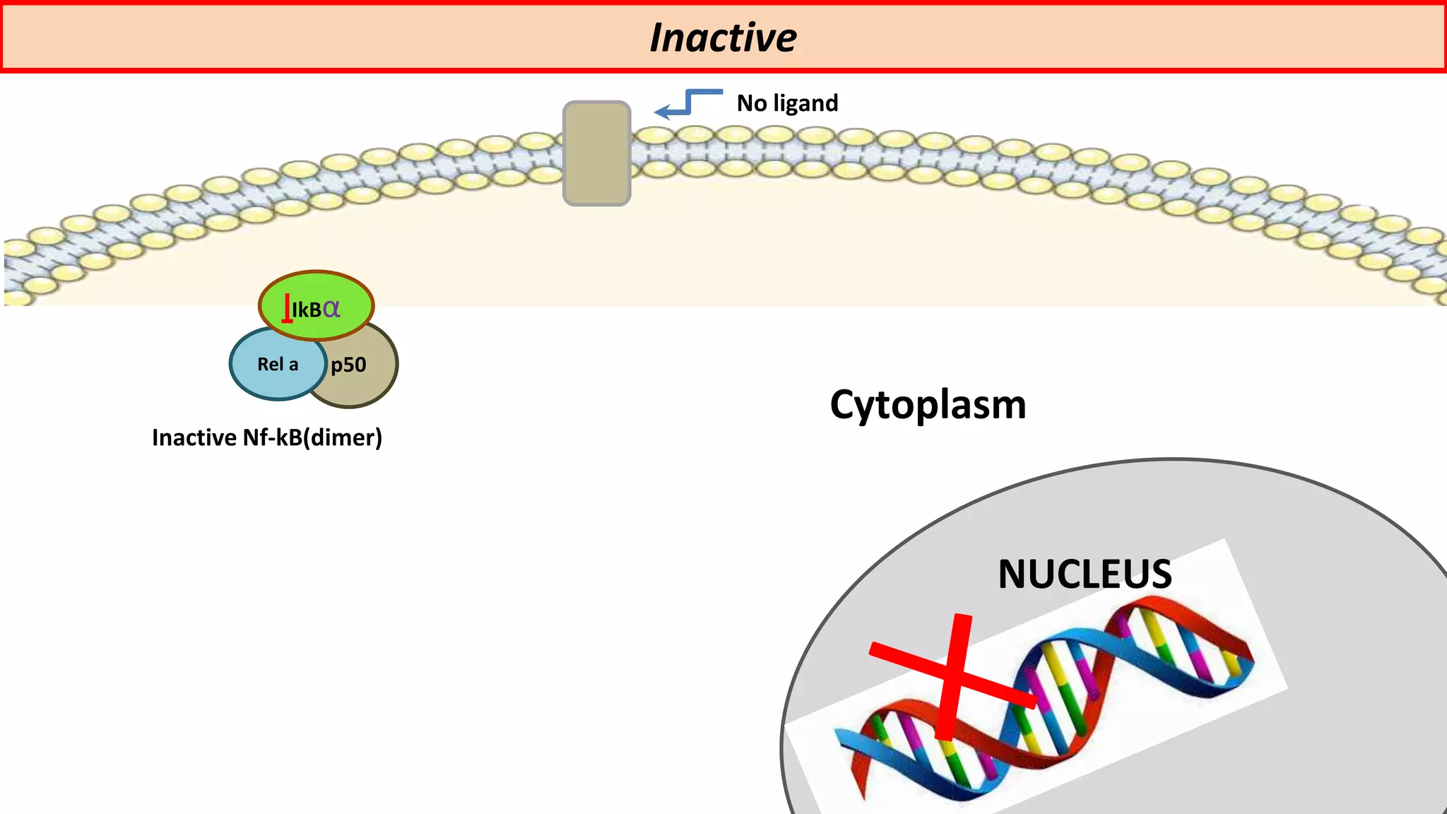 Nf-kB signalling pathway / role of Nf-kB in immunity |canonical and non ...