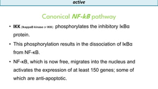 Nf-kB signalling pathway / role of Nf-kB in immunity |canonical and non ...